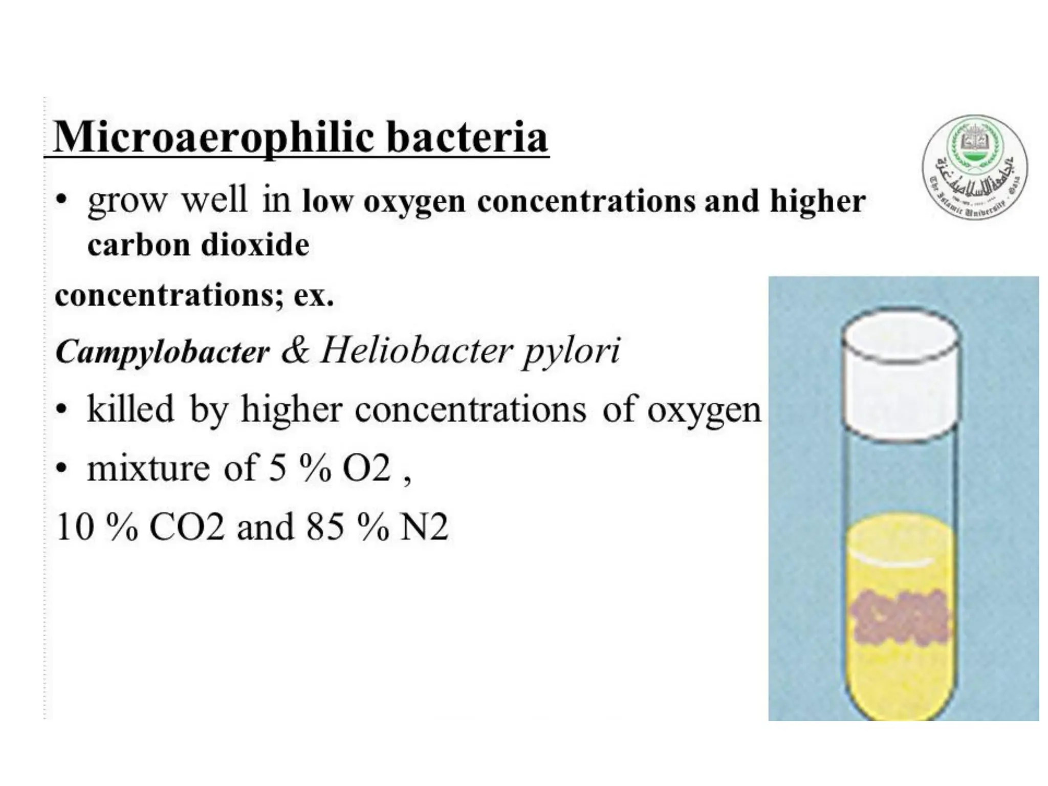 2c. Classifn Medically important Bacteria_Dr. Freddie Bwanga_18Aug2025.pdf