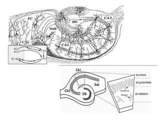 hippocampal formation | PPTX