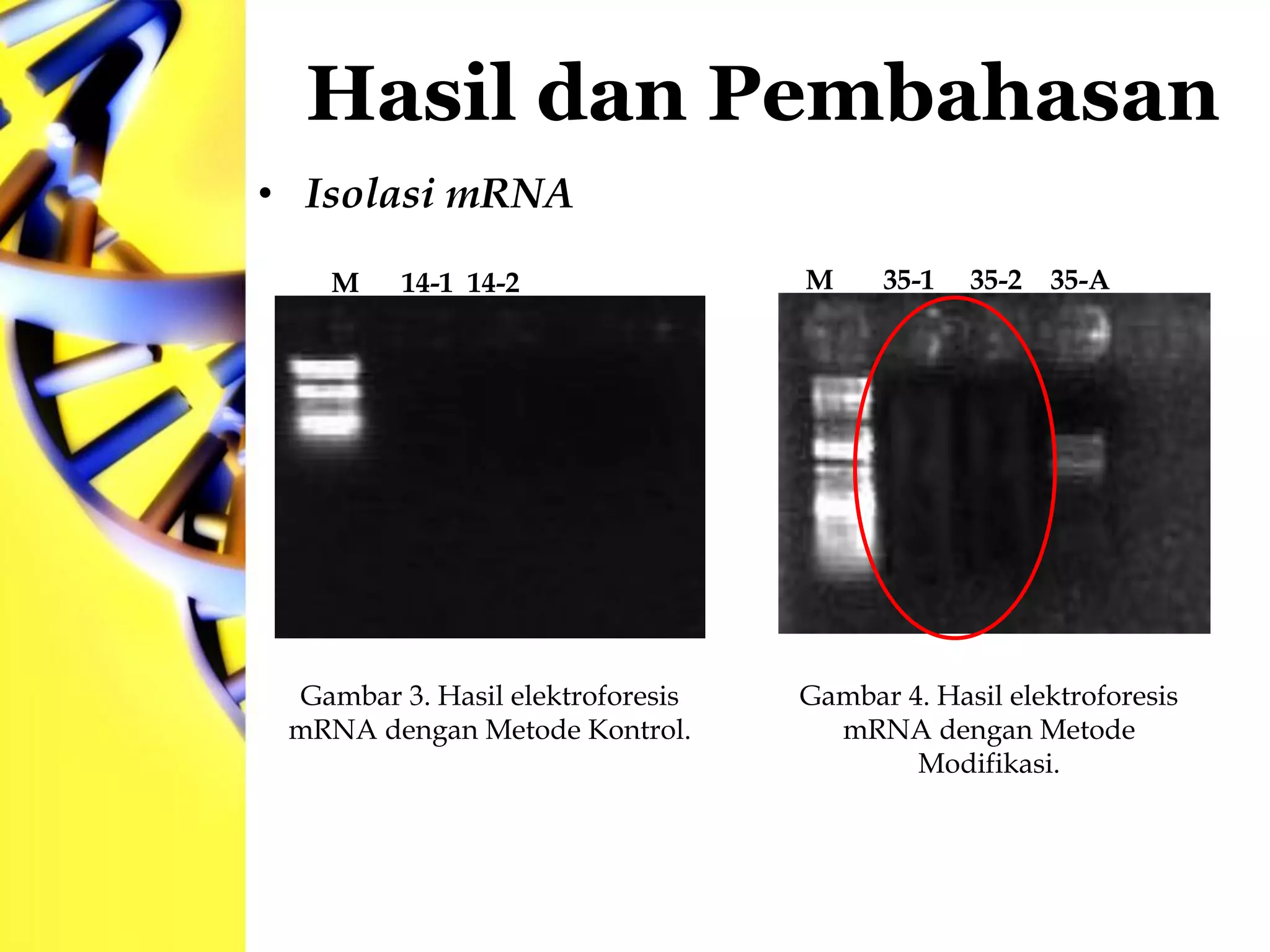 Pengembangan Metode Isolasi RNA - AAD | PDF