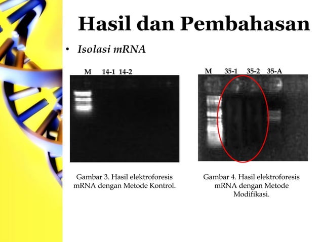 Pengembangan Metode Isolasi RNA - AAD | PPT