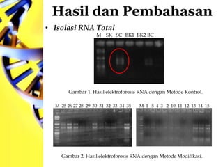 Pengembangan Metode Isolasi RNA - AAD | PDF