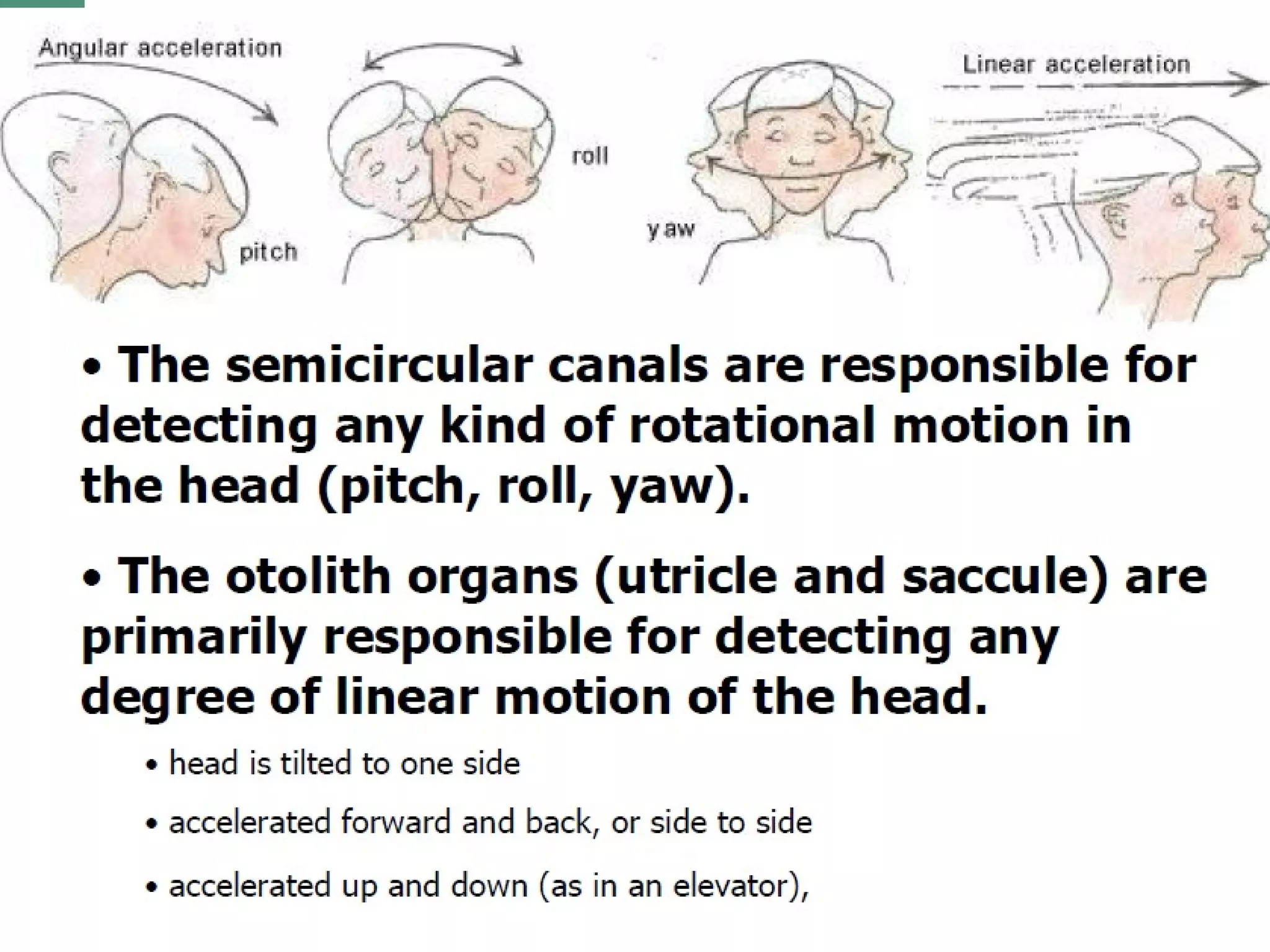 2(c) anatomy and physiology of the peripheral and central auditory ...