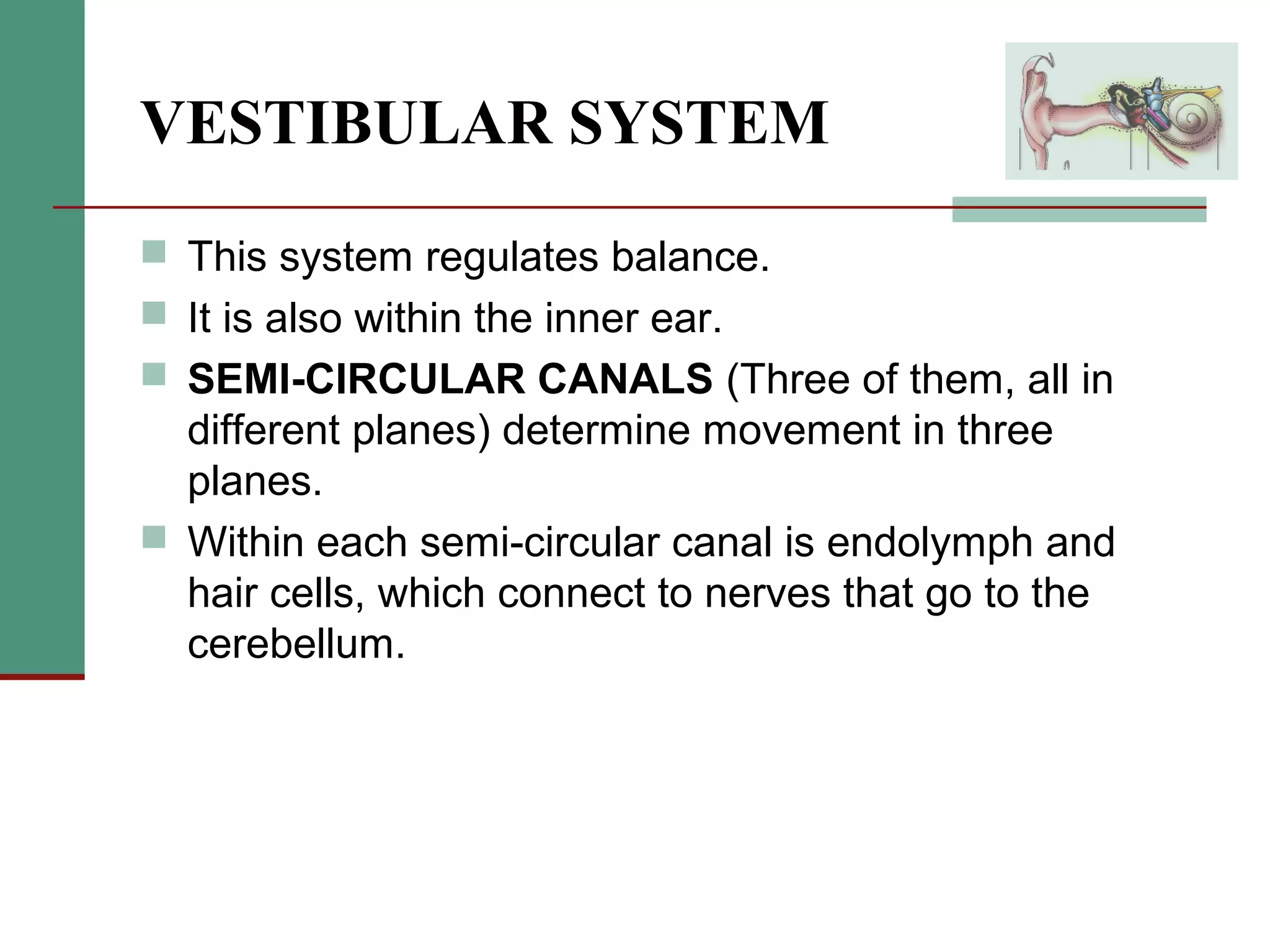 2(c) anatomy and physiology of the peripheral and central auditory ...