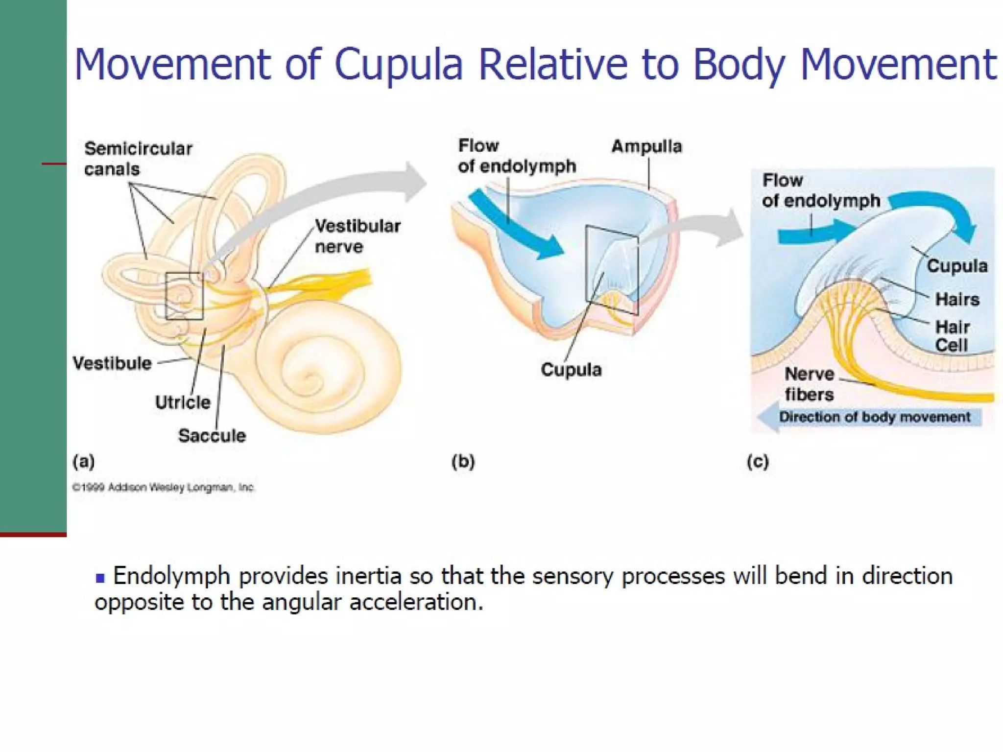 2(c) anatomy and physiology of the peripheral and central auditory ...