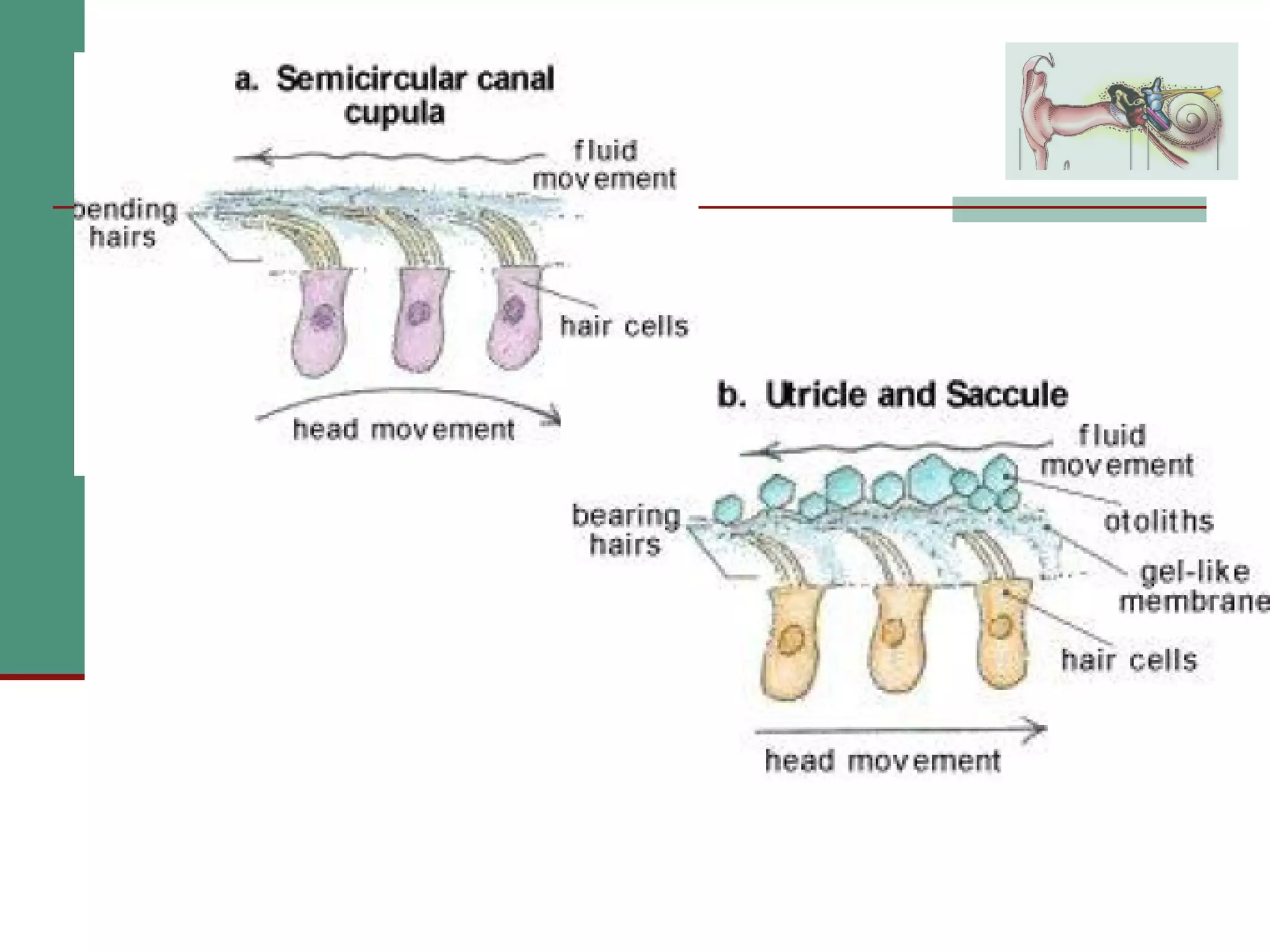 2(c) anatomy and physiology of the peripheral and central auditory ...