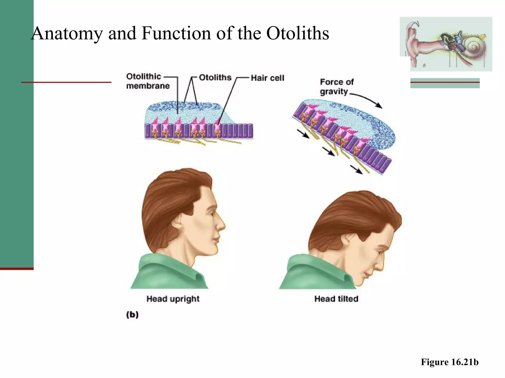 2(c) anatomy and physiology of the peripheral and central auditory ...