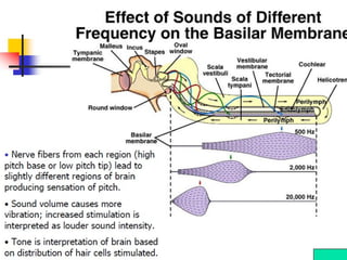 2(c) anatomy and physiology of the peripheral and central auditory ...
