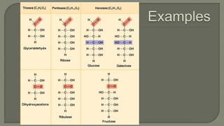 AS Biology- Carbohydrates 1 | PPTX