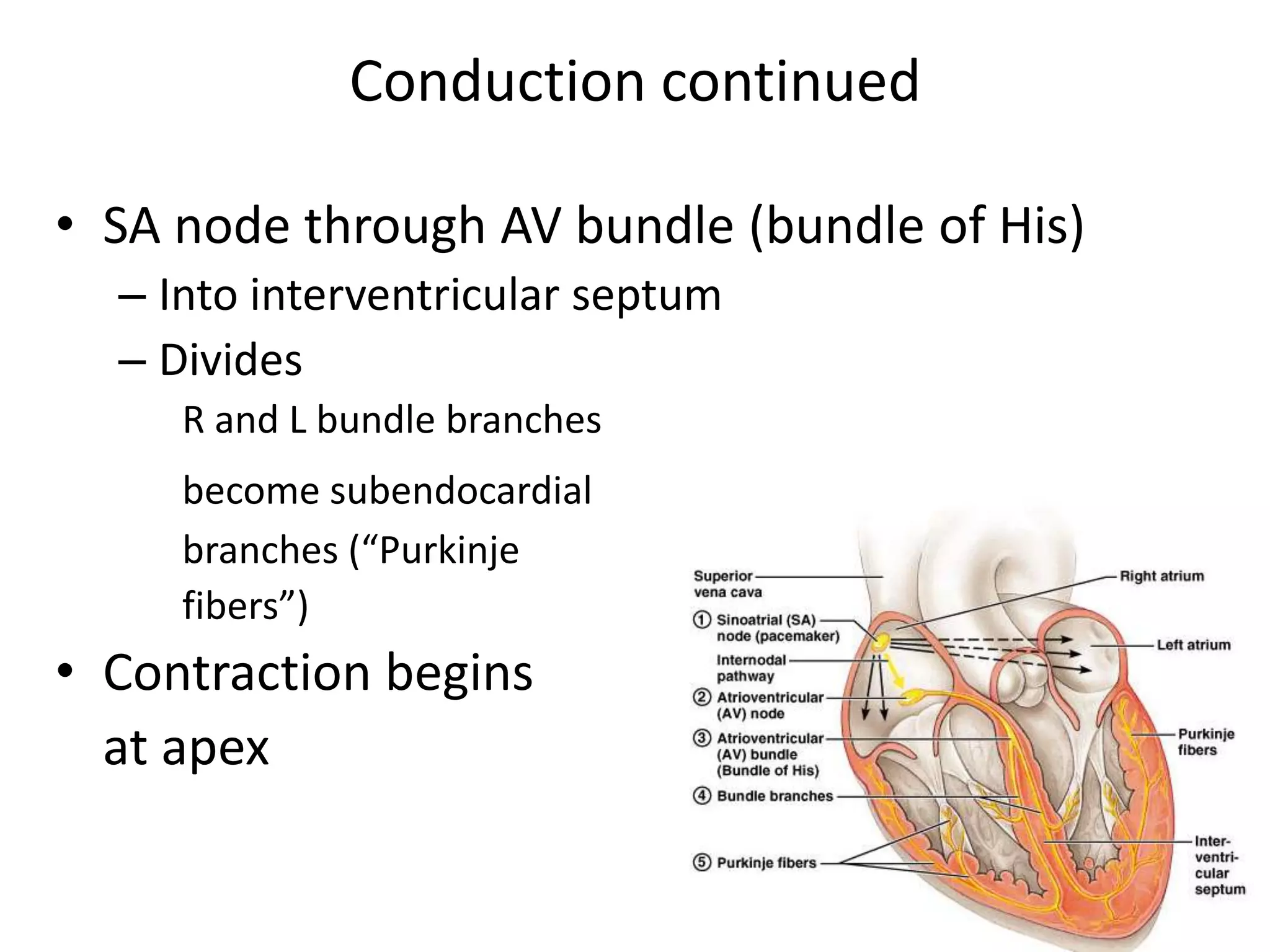 2 Cardio Vascular System.pptx