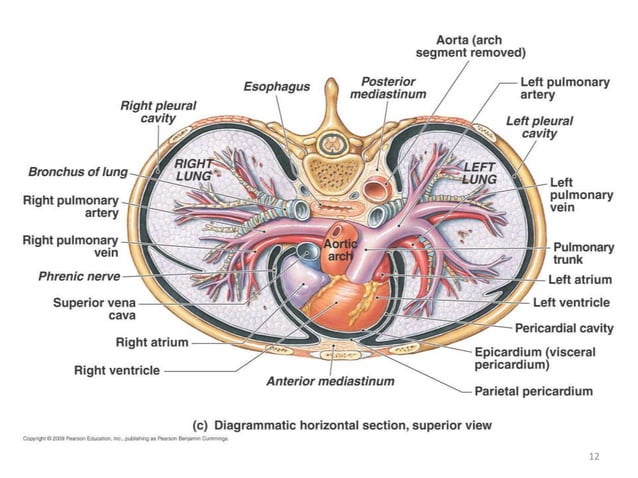 2 Cardio Vascular System.pptx
