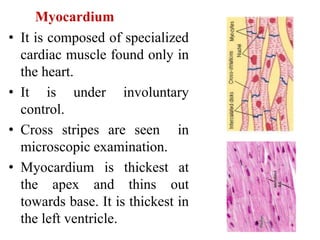 2 Cardio Vascular System.pptx