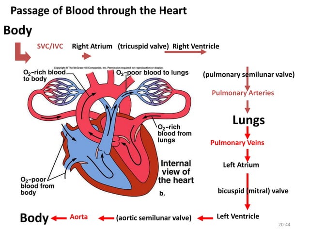 2 Cardio Vascular System.pptx
