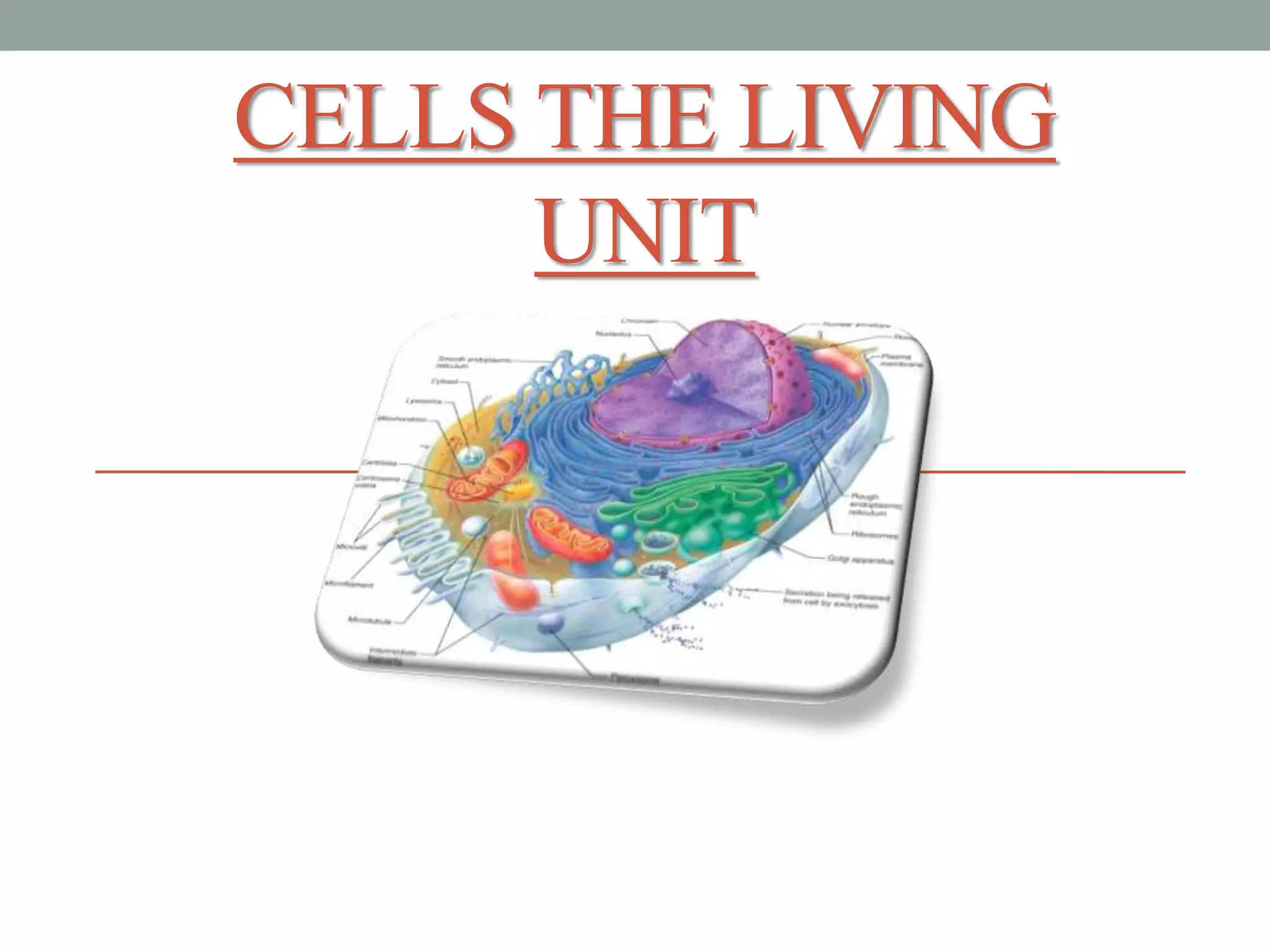 cell and its organelles | PPT
