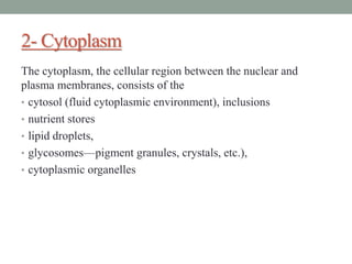 cell and its organelles | PPT