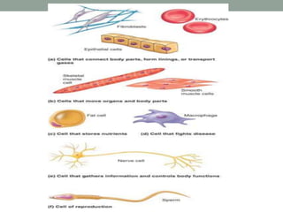 cell and its organelles | PPT