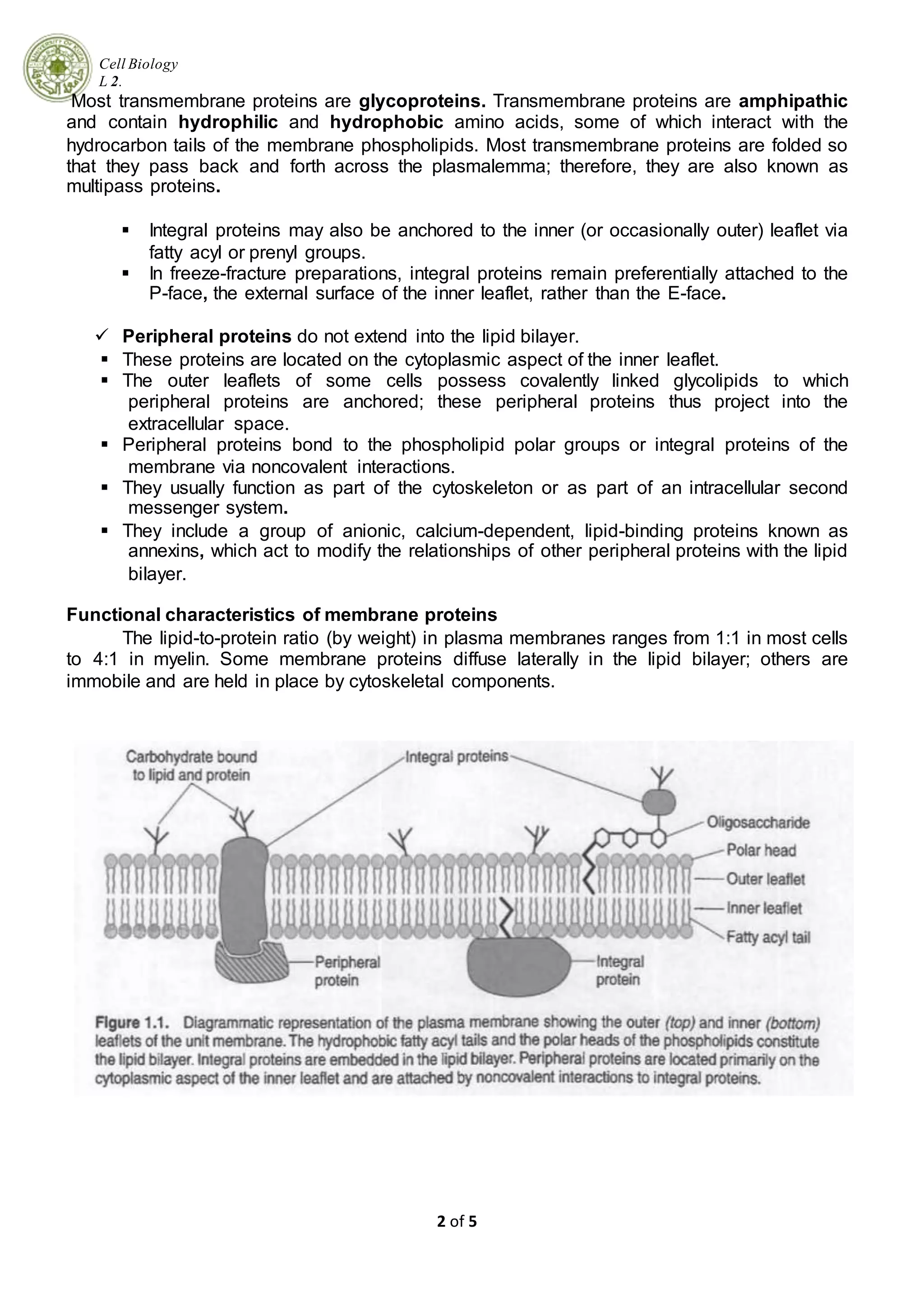 plasma membrane | DOC