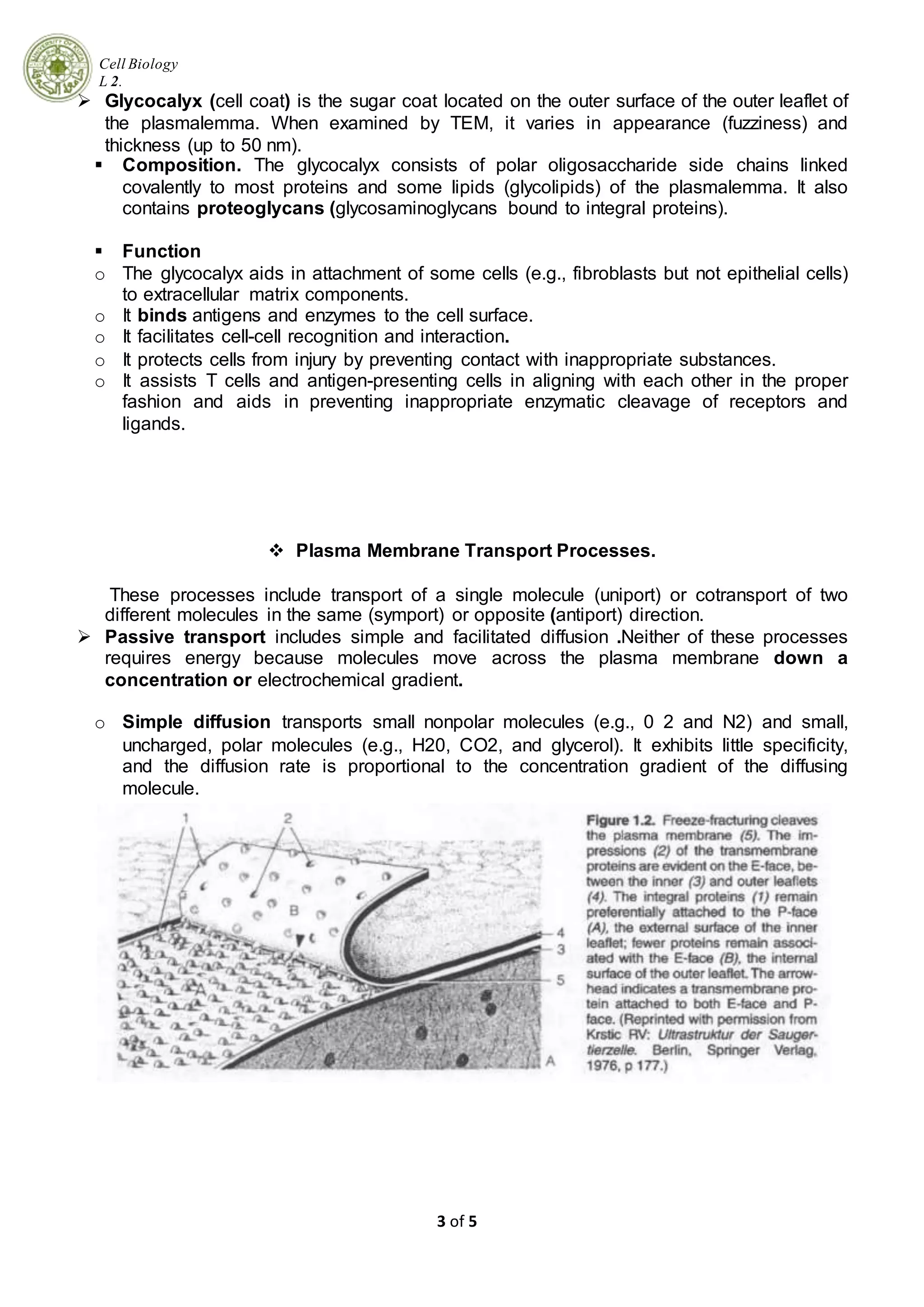 plasma membrane | DOC