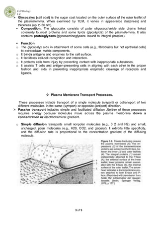 plasma membrane | DOC