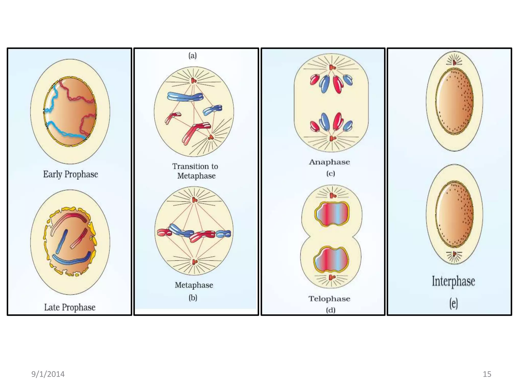 Cell division (Mitosis and Meiosis) | PPTX
