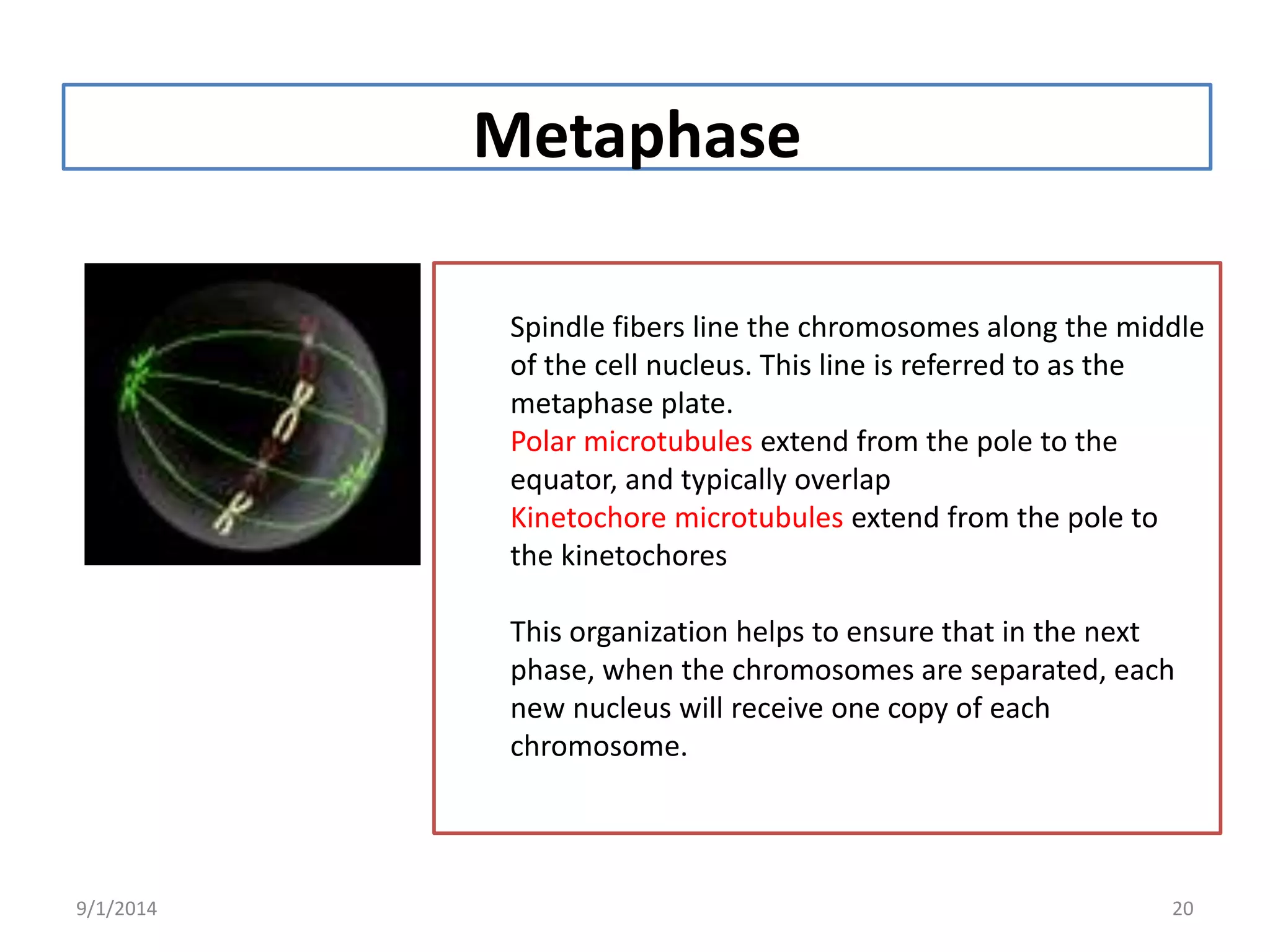 Cell division (Mitosis and Meiosis) | PPTX
