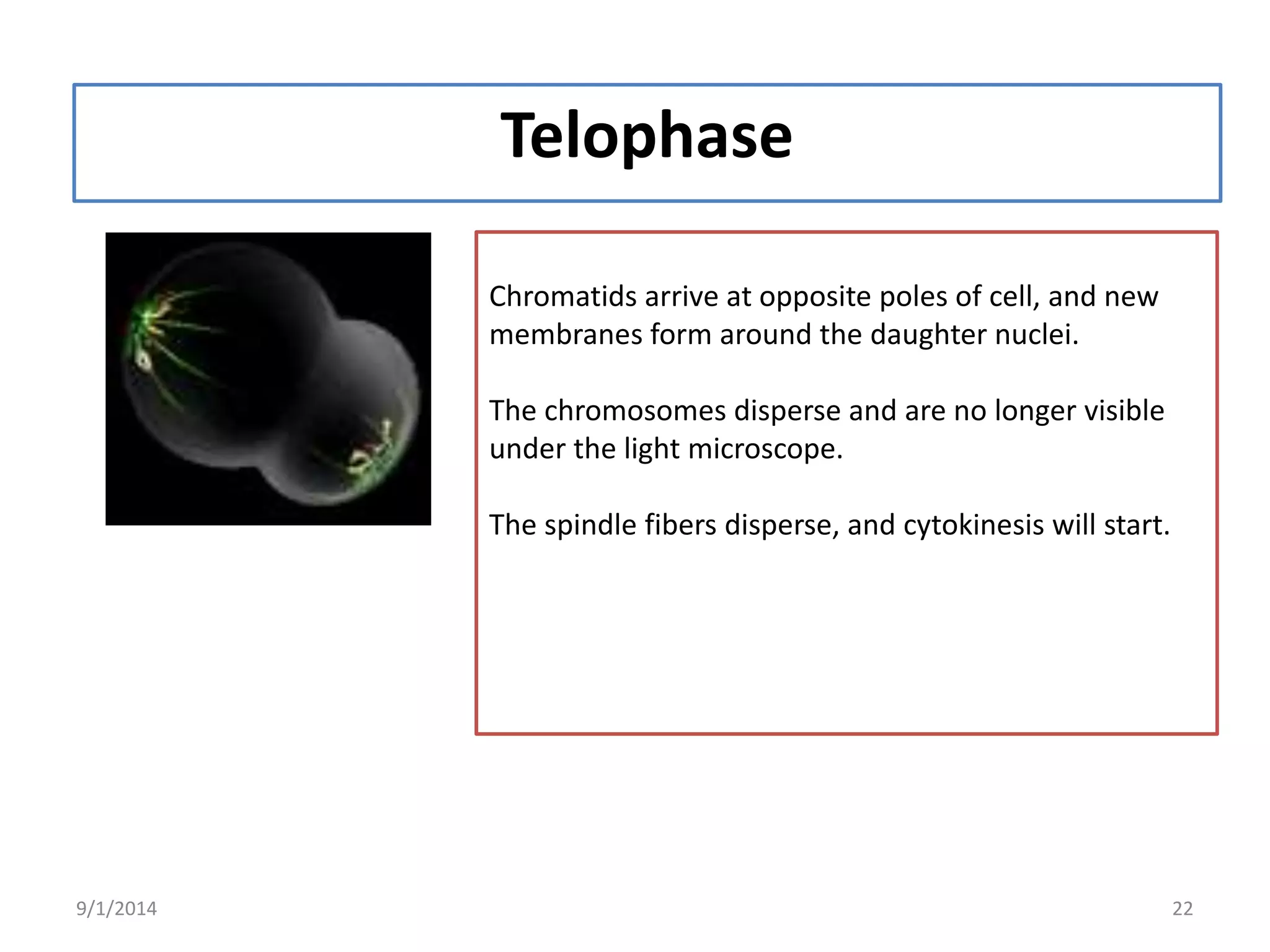 Cell division (Mitosis and Meiosis) | PPTX
