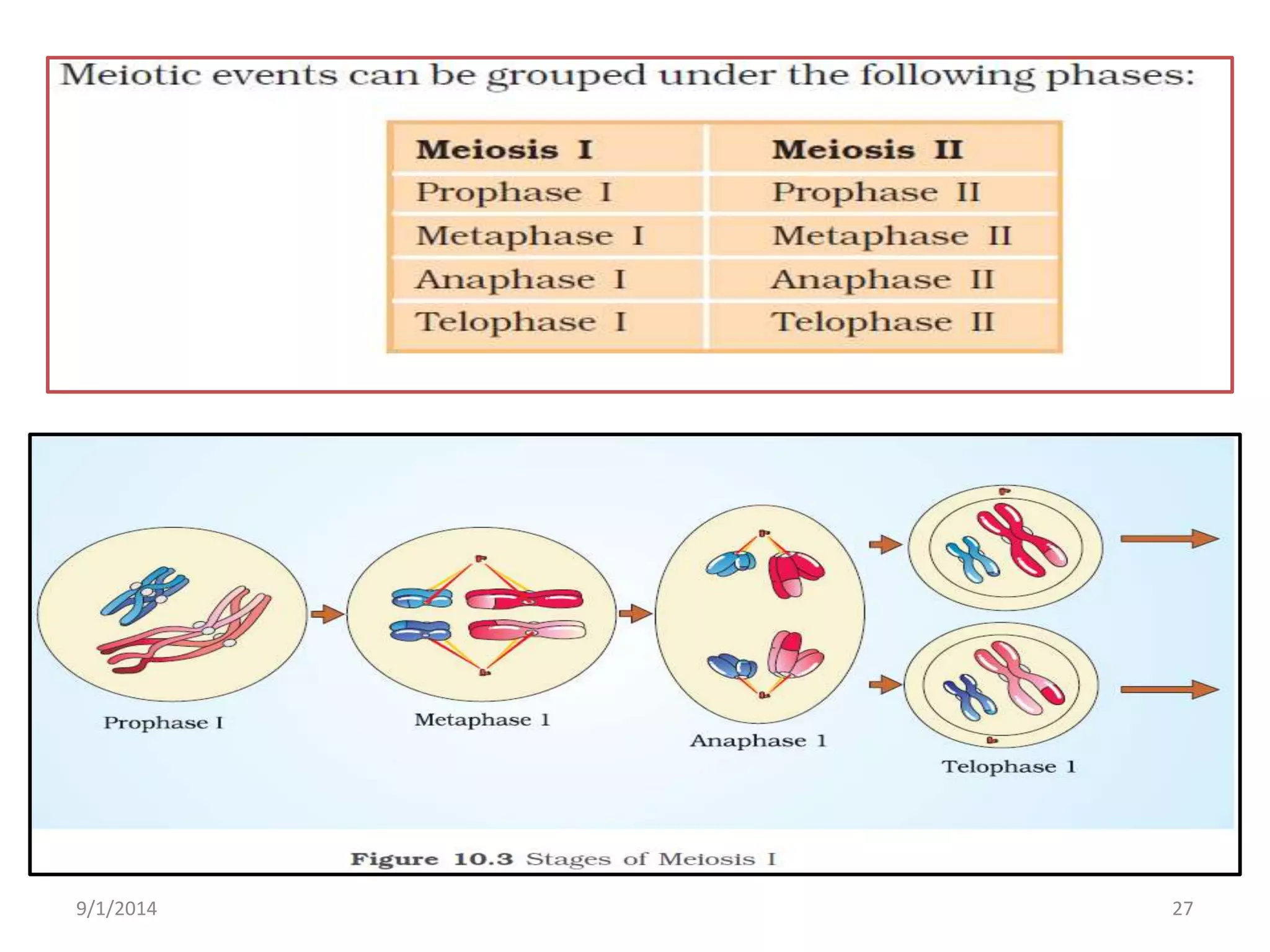Cell division (Mitosis and Meiosis) | PPTX