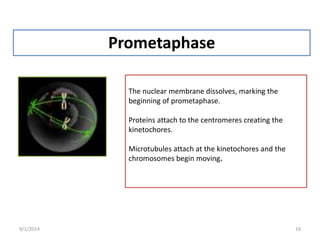Cell division (Mitosis and Meiosis) | PPTX