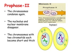 cell division and cell cycle | PPTX