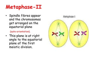 cell division and cell cycle | PPTX