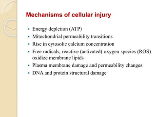 2 Cell injury by Ashiq wazir. Ppt | PPTX