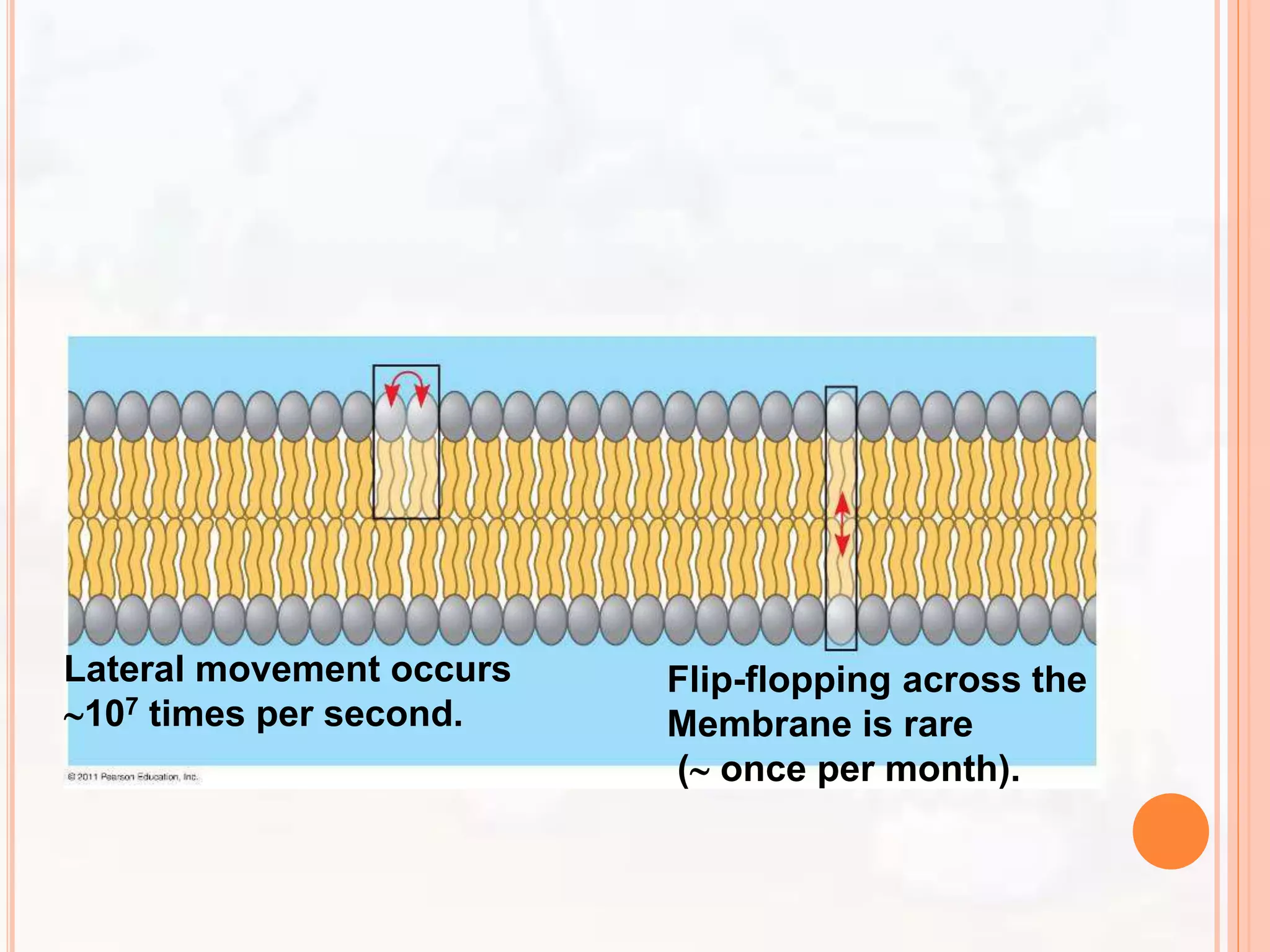 cell membrane | PPTX