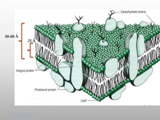cell membrane | PPTX