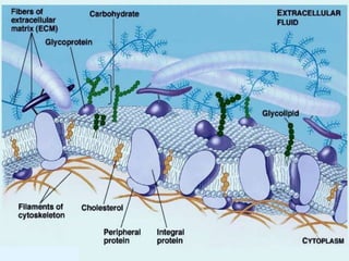 cell membrane | PPTX