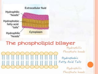 Phosphate Heads In Cell Membrane