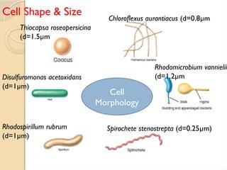 2 Cell Structure [Autosaved].pptx and etc | PPTX