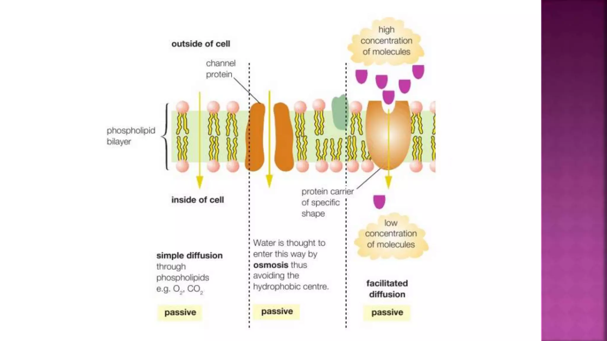 AS Biology - Cell transport and diffusion | PPTX