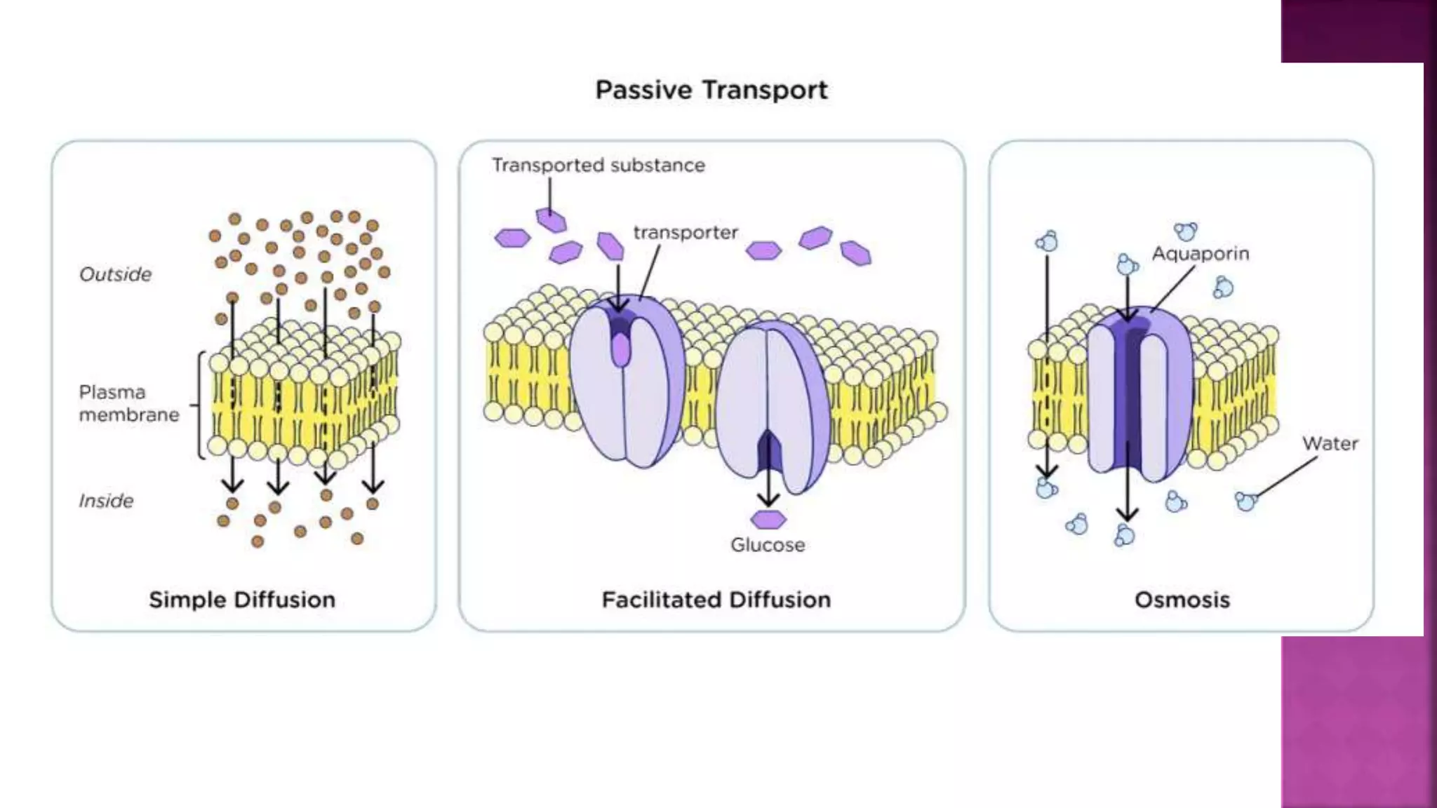 AS Biology - Cell transport and diffusion | PPTX