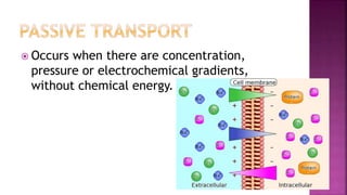 AS Biology - Cell transport and diffusion | PPTX