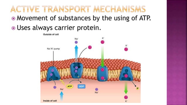 AS Biology - Cell transport and diffusion | PPT