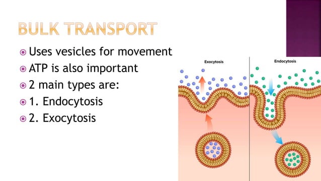 AS Biology - Cell transport and diffusion | PPT