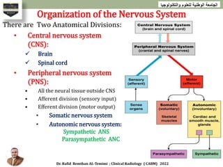 central nervous system | PPTX