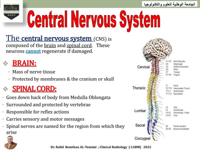 central nervous system | PPT