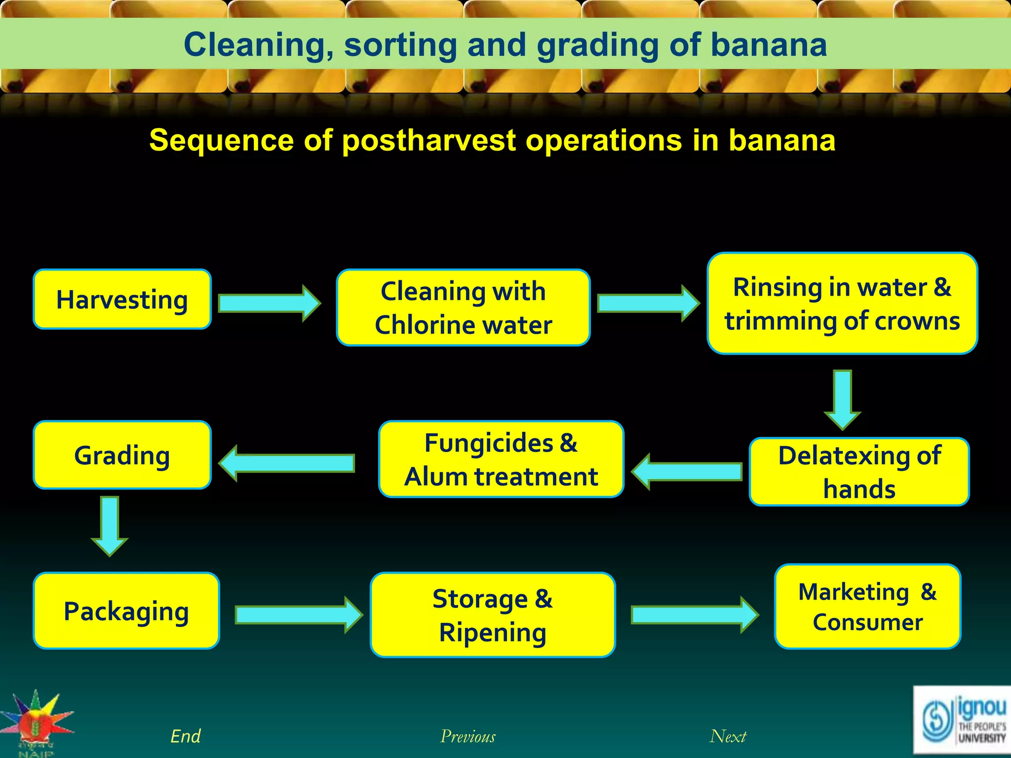 2_CGSBanana.ppt