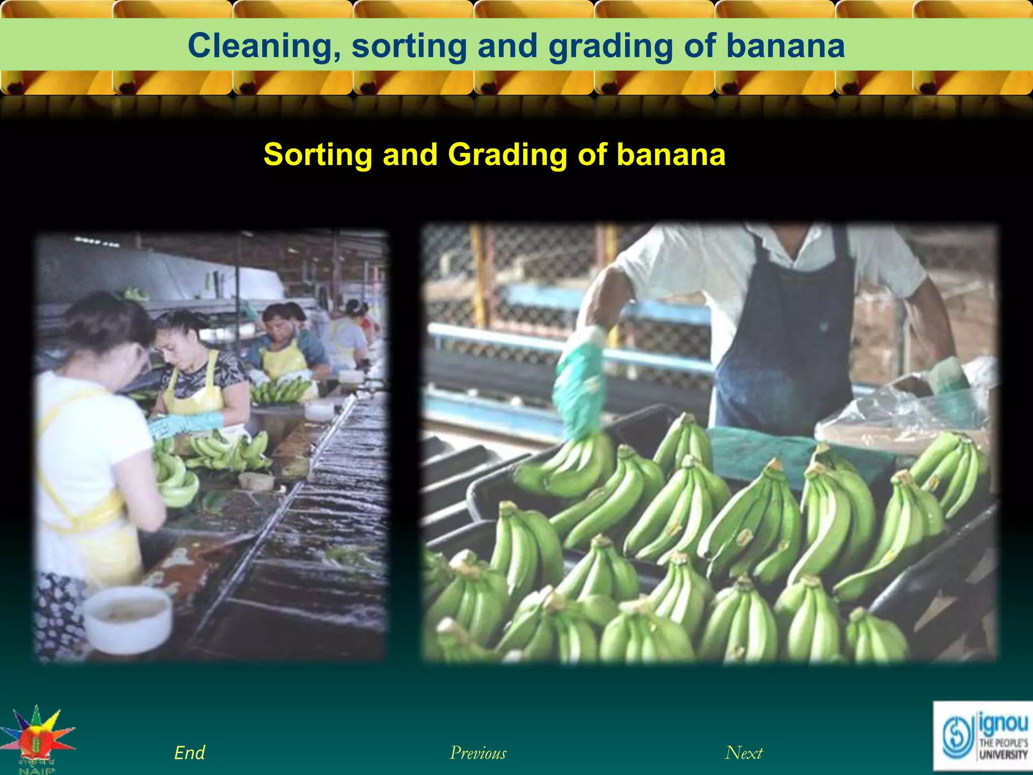 2_CGSBanana.ppt