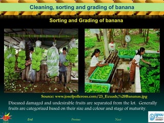 2_CGSBanana.ppt