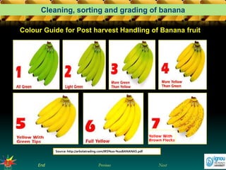 2_CGSBanana.ppt
