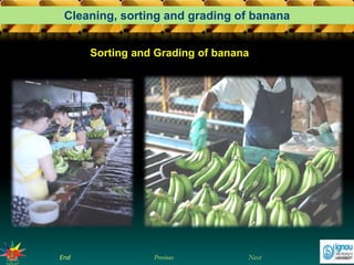 2_CGSBanana.ppt