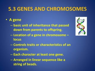 2 chapter 5 genes and chromosome | PPT