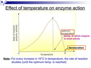 Chapter 5 Enzymes Lesson 2 - Characteristics of enzymes | PPT