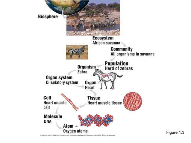 Chemistry Of Life | PPT